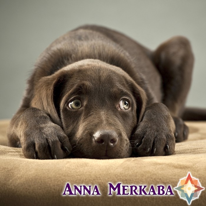 Why So Many Animals Are Anxious—And What We Can Do About It – Sacred ...